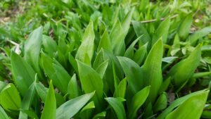 Karulauk - parim organismi kevadine turgutaja | Herbalissa OÜ